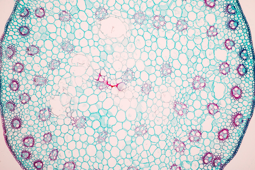 The Significance of Telomeres in Stem Cell Treatments